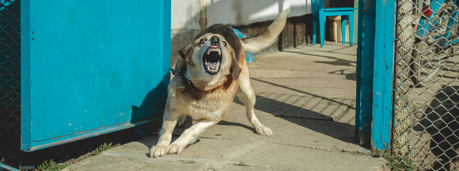 Wisconsin Dog Bite Lawyers | Lawton & Cates