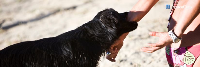 Milwaukee Dog Bite Attorneys | Lawton & Cates